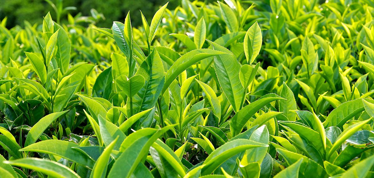 Aprendé más sobre la historia del Matcha